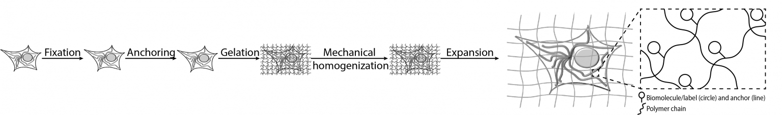 Expansion microscopy - FocalPlane