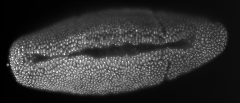 How I got into the Flamingo project, a new way of sharing custom-built ...