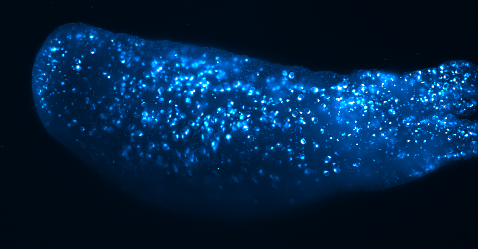 How I got into the Flamingo project, a new way of sharing custom-built ...