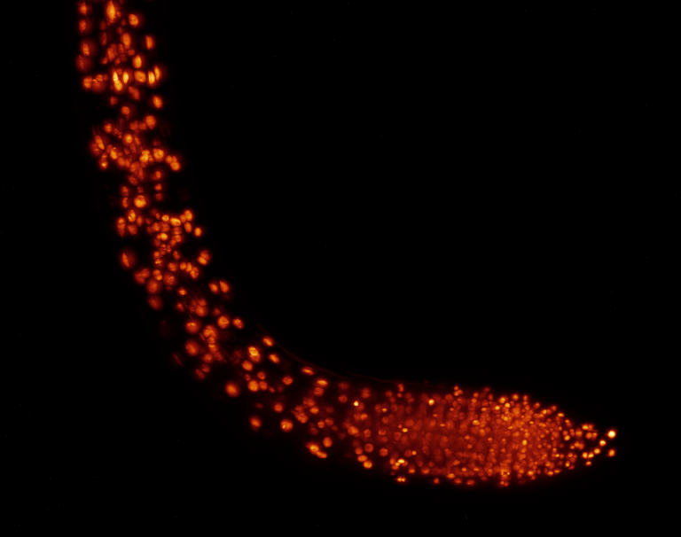 How I got into the Flamingo project, a new way of sharing custom-built ...