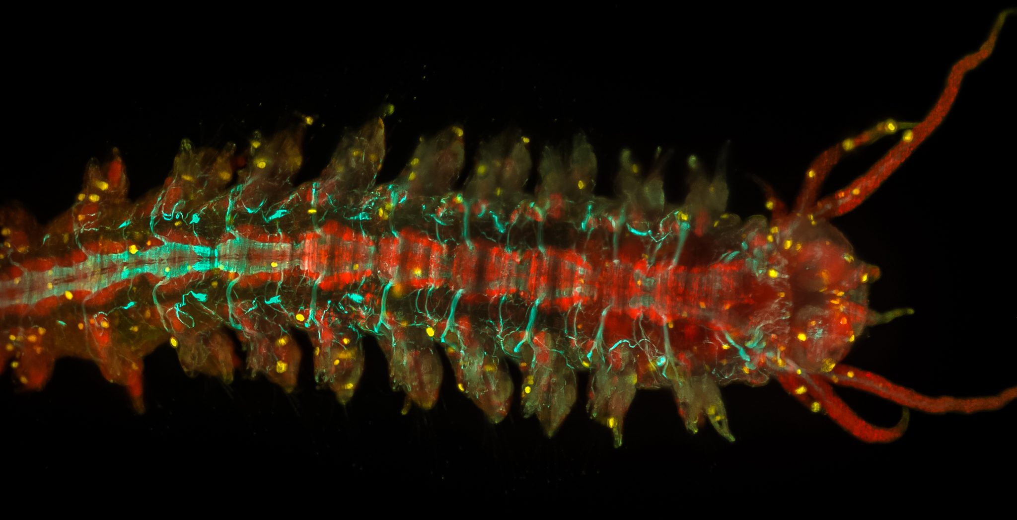 How I got into the Flamingo project, a new way of sharing custom-built ...