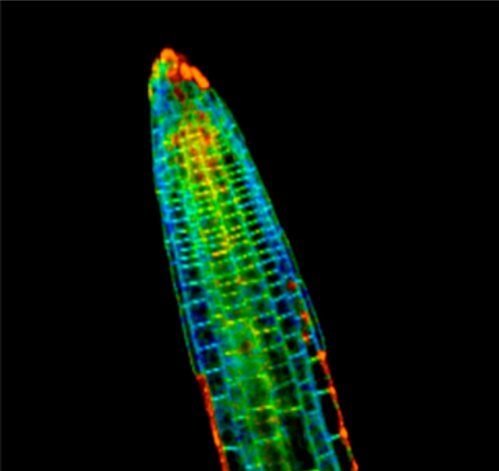 Technology highlights - Fluorescence Lifetime Imaging (FLIM) - FocalPlane