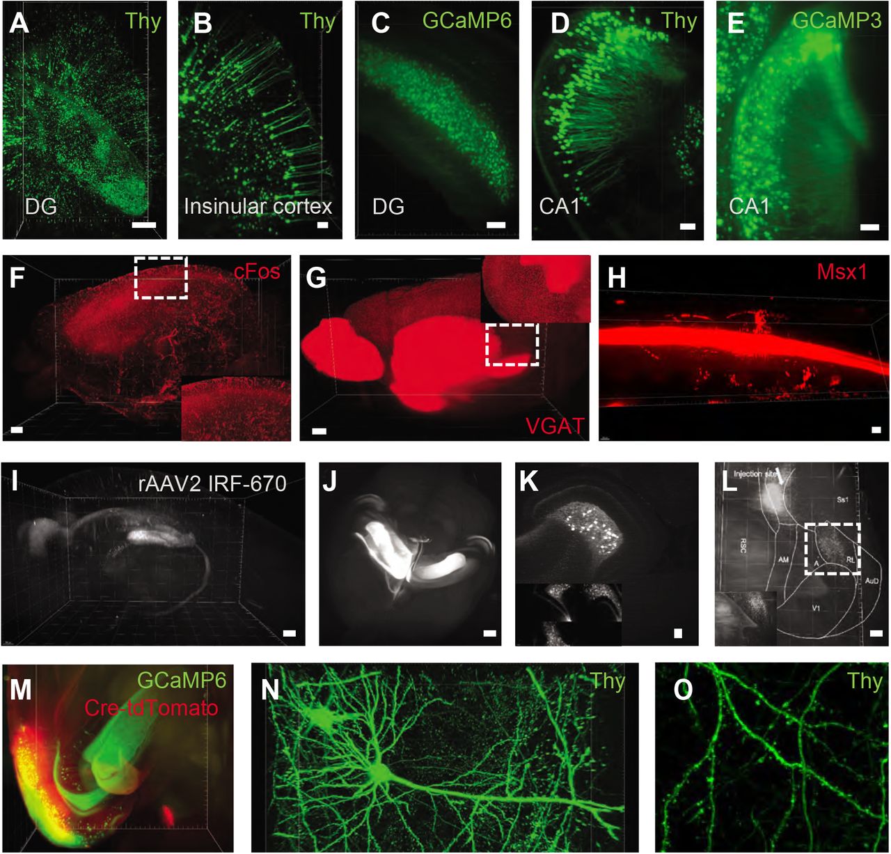 Microscopy preLights
