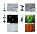 OpenFlexure: an open-source 3D printed microscope