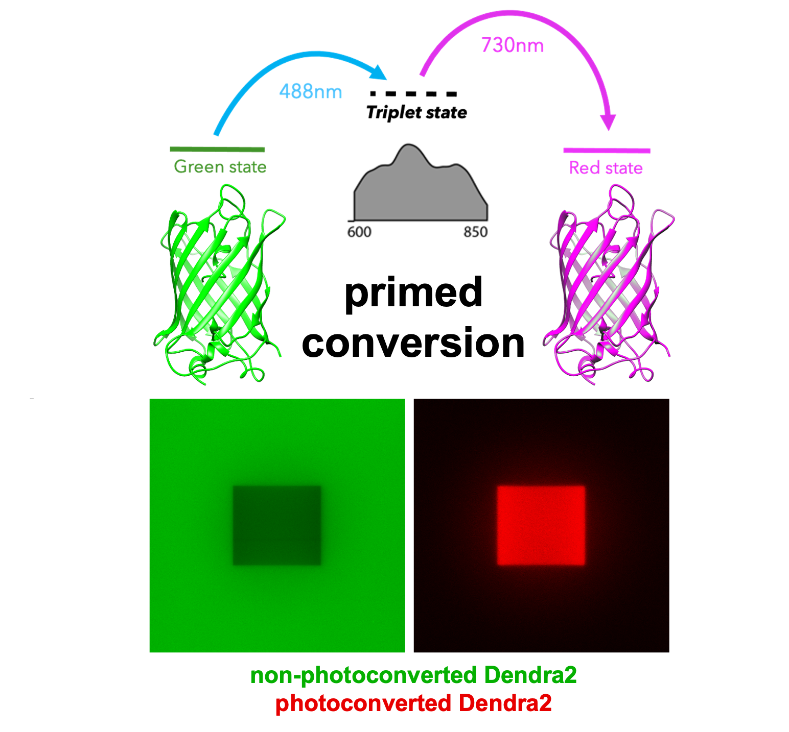 Primed conversion: the Basics