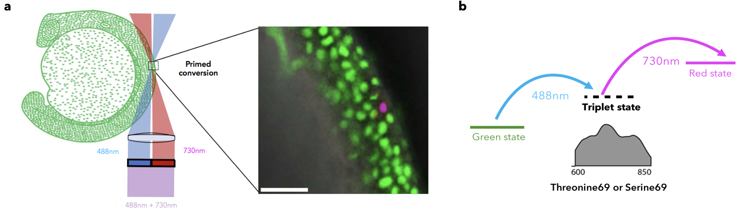 Primed conversion: the Basics