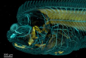 Overview of Microscopy Techniques: Confocal, Widefield, Transmitted ...