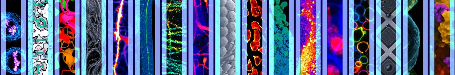 EMBL Imaging Centre: Enabling imaging across scales - FocalPlane