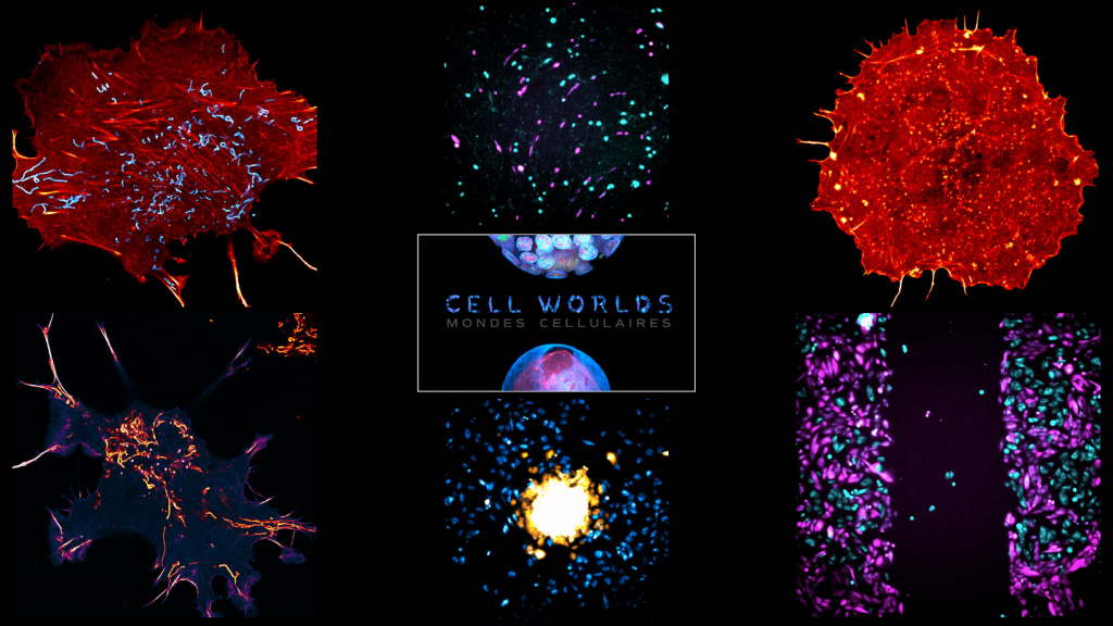 Cell Worlds: meet the microscopists - FocalPlane