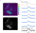 First steps for presentation and analysis of calcium imaging data ...