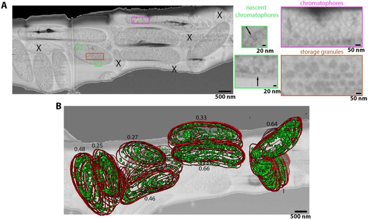 Microscopy preprints – new tool and techniques in imaging - FocalPlane