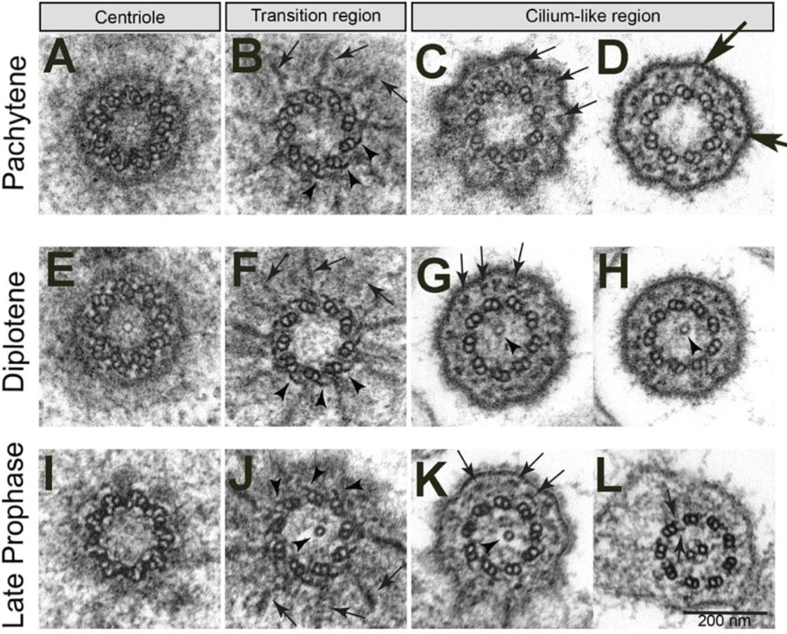 Microscopy preprints – applications in cell and developmental biology - FocalPlane