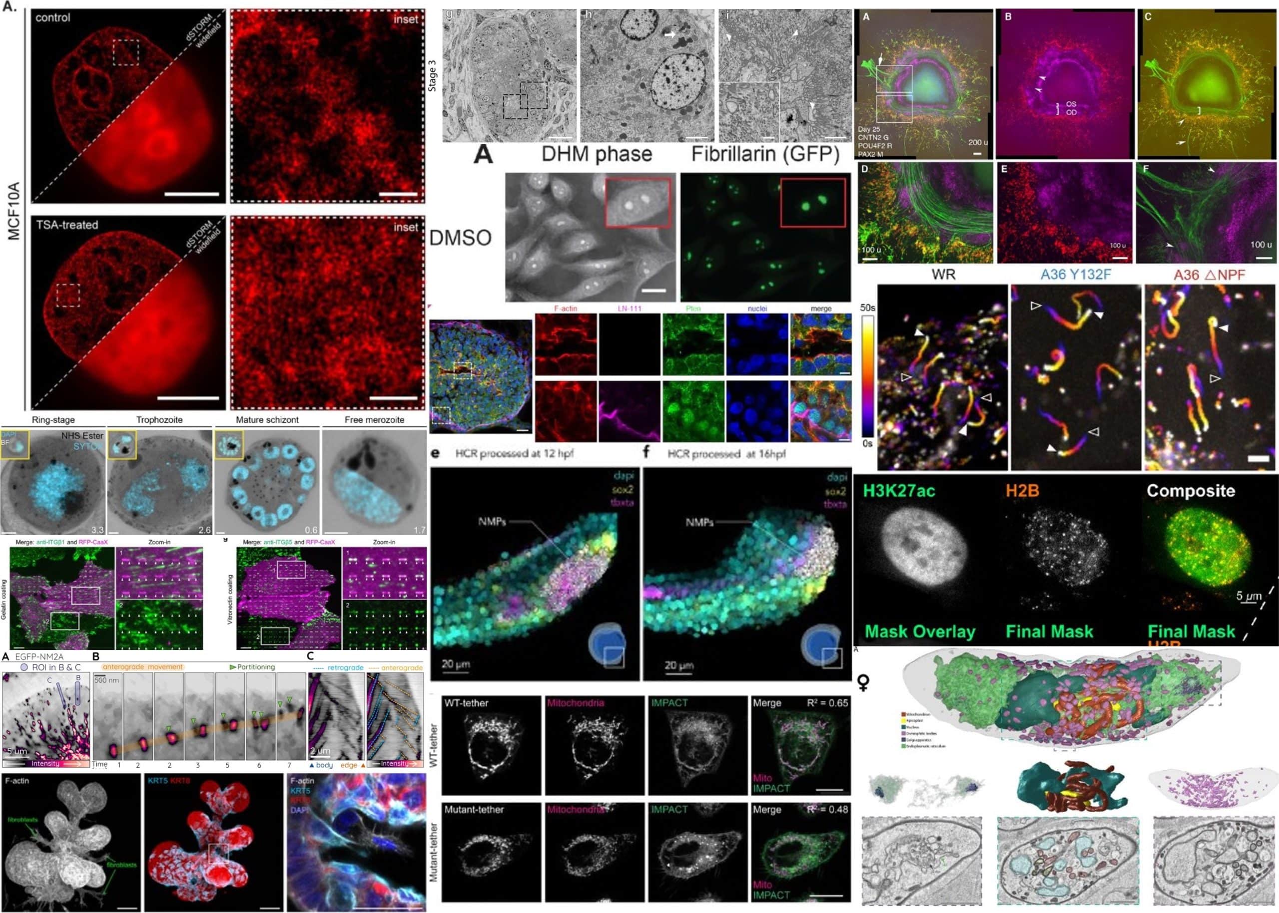 Microscopy preprints – applications in cell and developmental biology ...