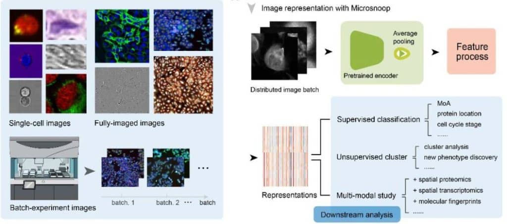 Microscopy preprints – new tools and techniques in imaging and bioimage ...