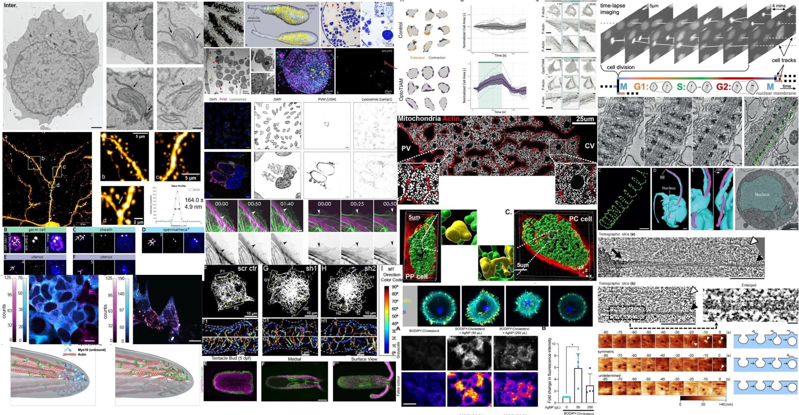 Microscopy preprints – applications in cell and developmental biology ...