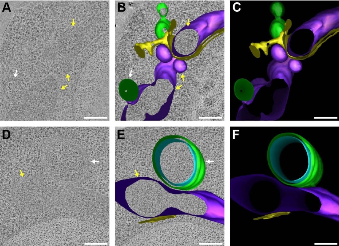 Microscopy preprints – applications in cell and developmental biology ...