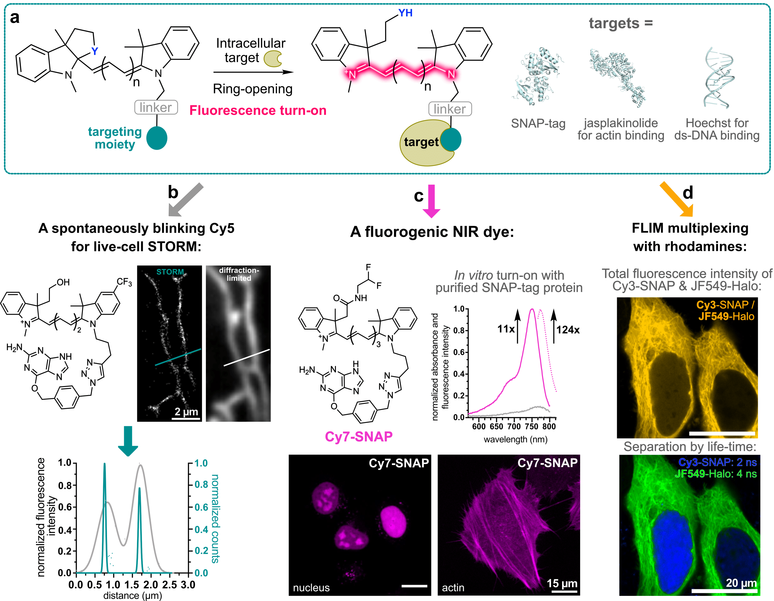 A general strategy to develop fluorogenic polymethine dyes for ...