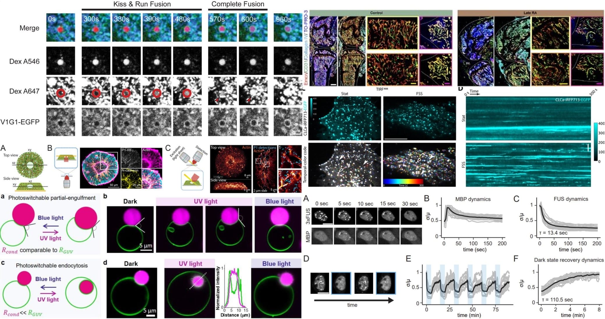Microscopy preprints – applications in biology - FocalPlane