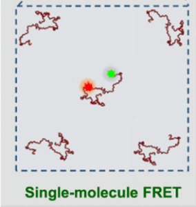 Time-resolved confocal fluorescence microscopy from PicoQuant - FocalPlane