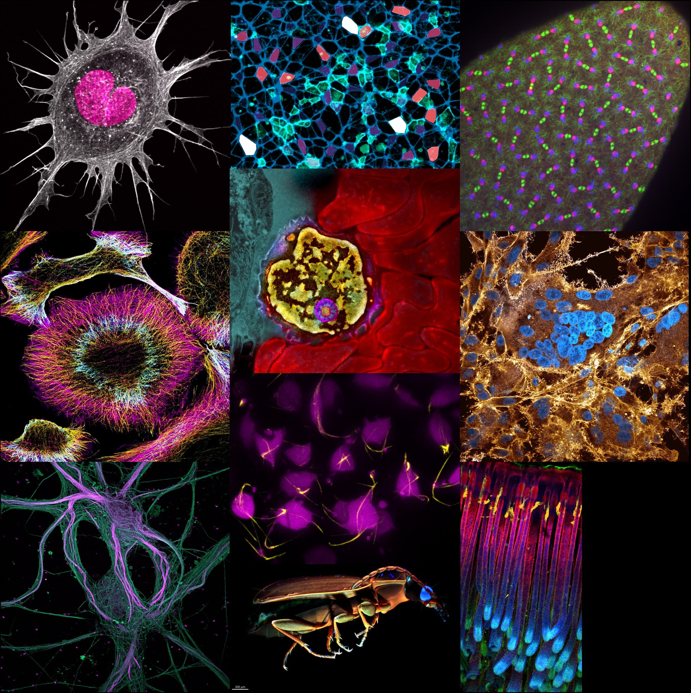 FocalPlane/elmi2024 image competition - vote for your favourite ...