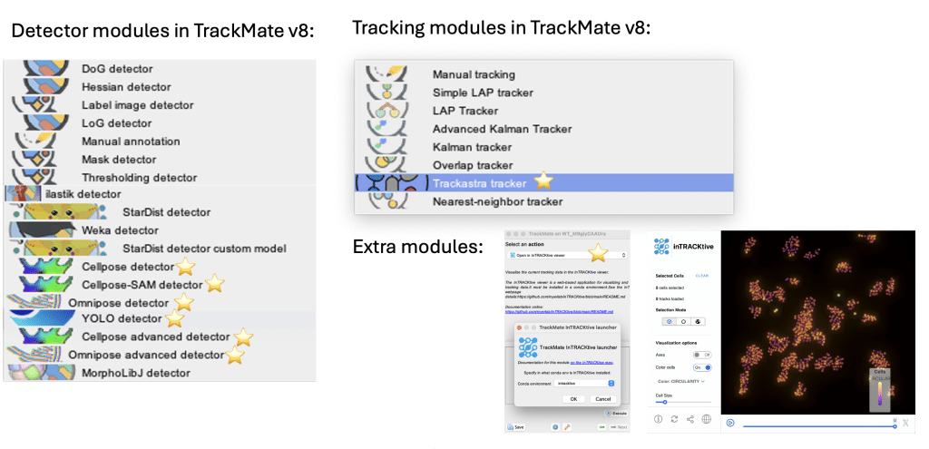 A new version of TrackMate with improved integration of key AI ...