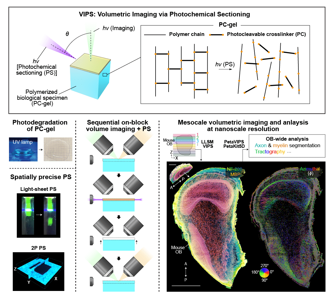 Imaging spotlight: Volumetric Imaging via Photochemical Sectioning ...