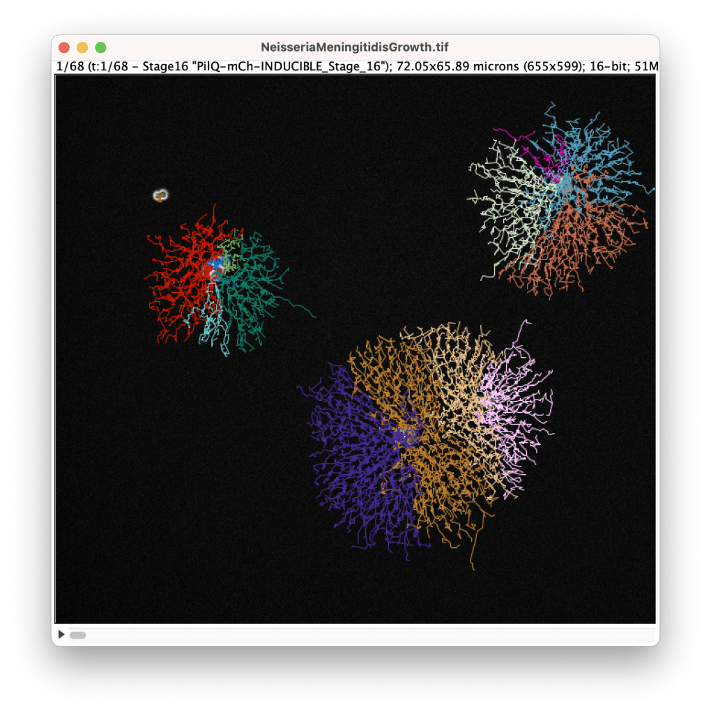 A new version of TrackMate with improved integration of key AI ...