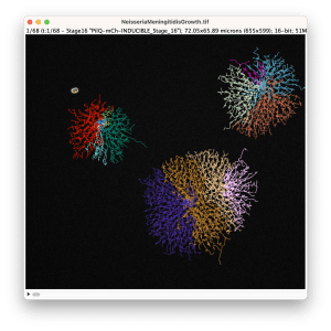 A new version of TrackMate with improved integration of key AI ...