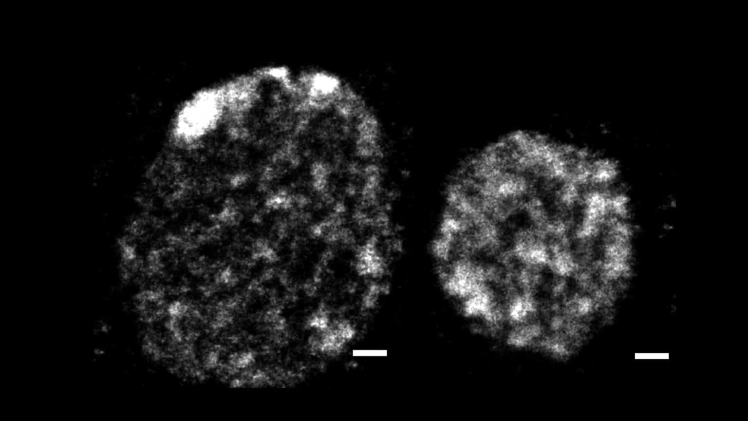 Seeing Chromatin Scaling with Cell Size, from Interphase to Mitosis ...