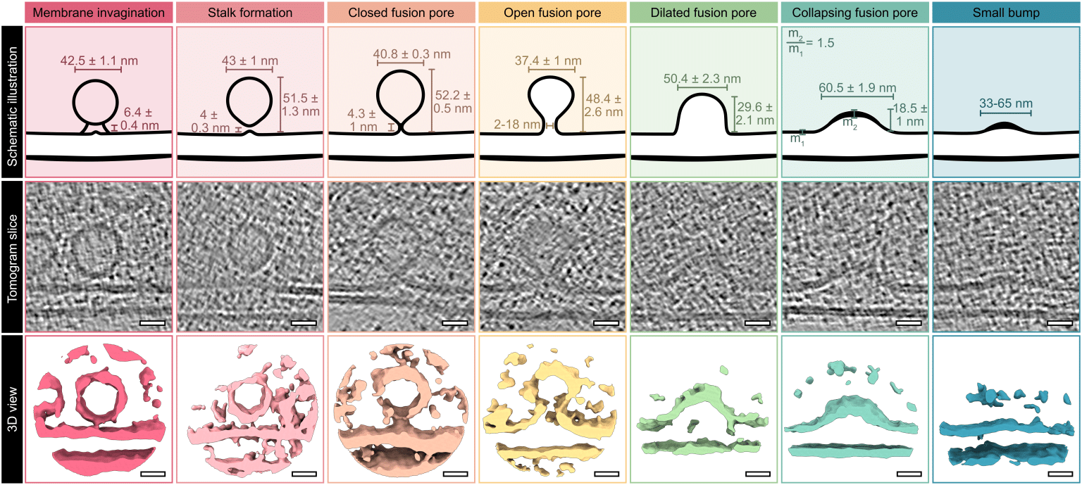 Imaging spotlight: visualising synaptic vesicle fusion by cryo-ET ...